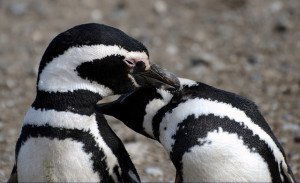 12 Monogamous Animals That Mate for Life | Animals Zone