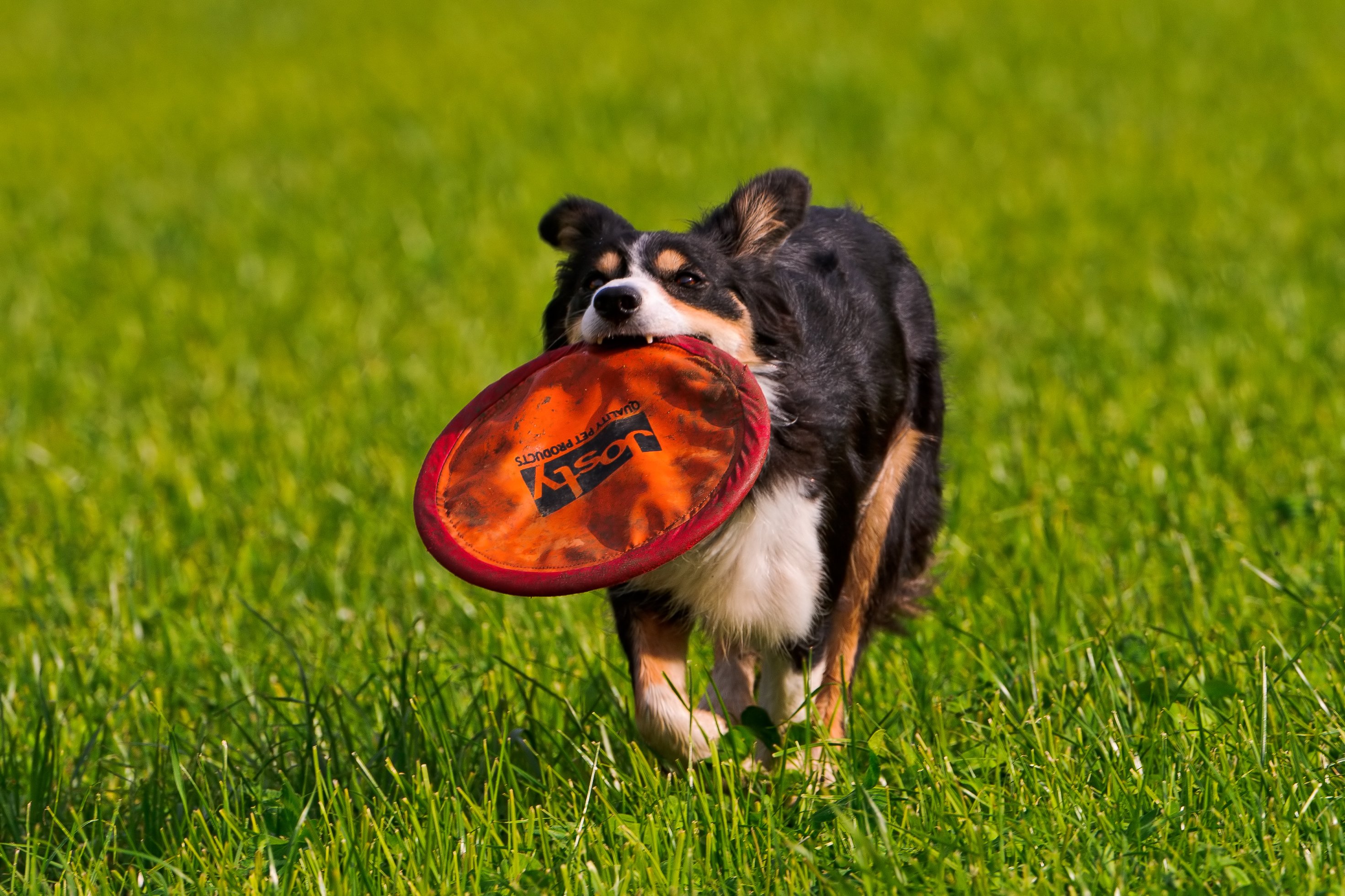 5 Fun Outdoor Games For Dogs And Their Owners Animals Zone 5 Fun Outdoor Games For Dogs And Their Owners Animals Zone